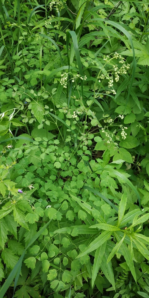 Lesser Meadow-rue from Unnamed Road, Тюменская обл., Россия, 626121 on ...