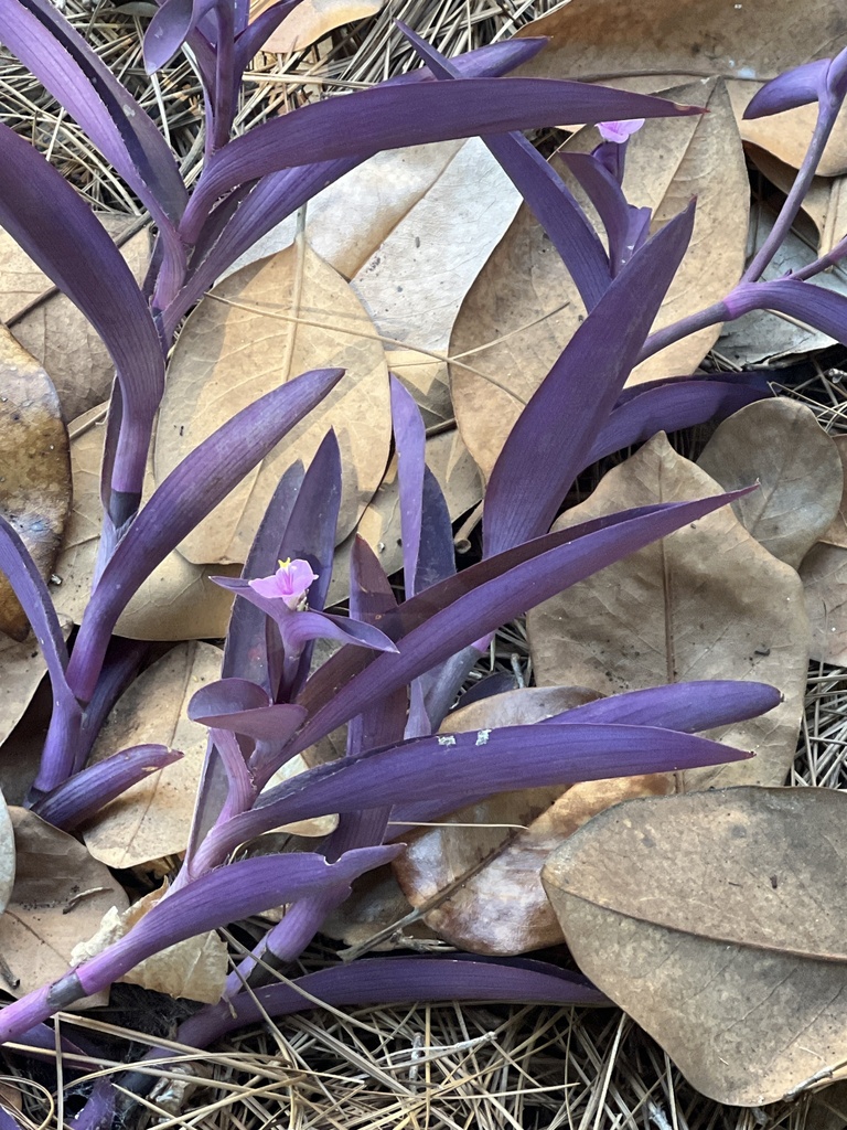 Purple heart from University of Georgia, Athens, GA, US on September 20 ...