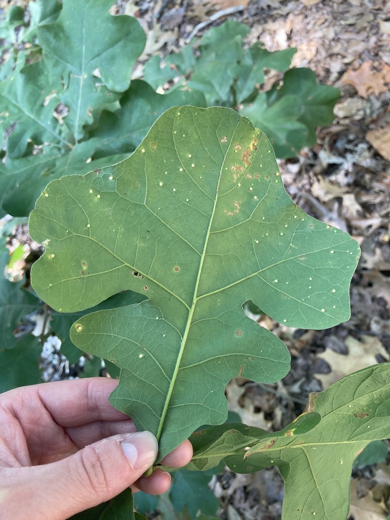 Jumping Gall Wasp in September 2024 by oksnail. On quercus stellata ...