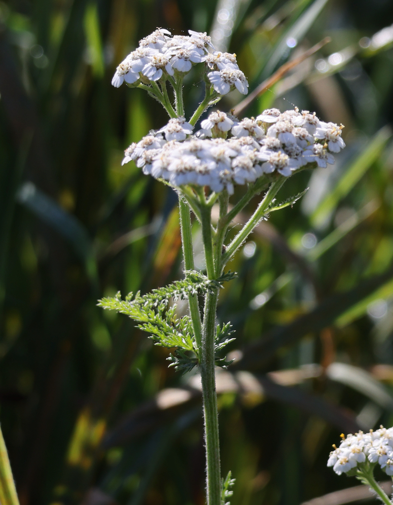 common yarrow from Willingham, UK on September 17, 2024 at 09:45 AM by ...