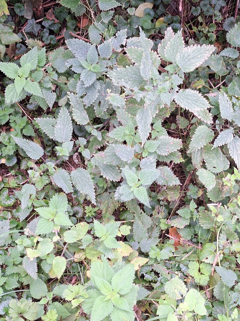 great stinging nettle from Chipping Campden GL55 6AZ, UK on September ...