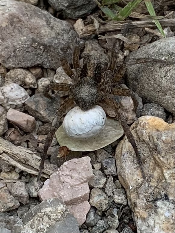 Rustic Wolf Spider from 北京, 北京市, CN on May 10, 2019 at 10:21 AM by ...