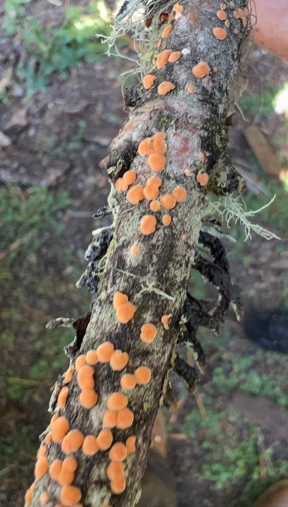 Aleurodiscus grantii in September 2024 by Joe Matanzas. Collected by ...