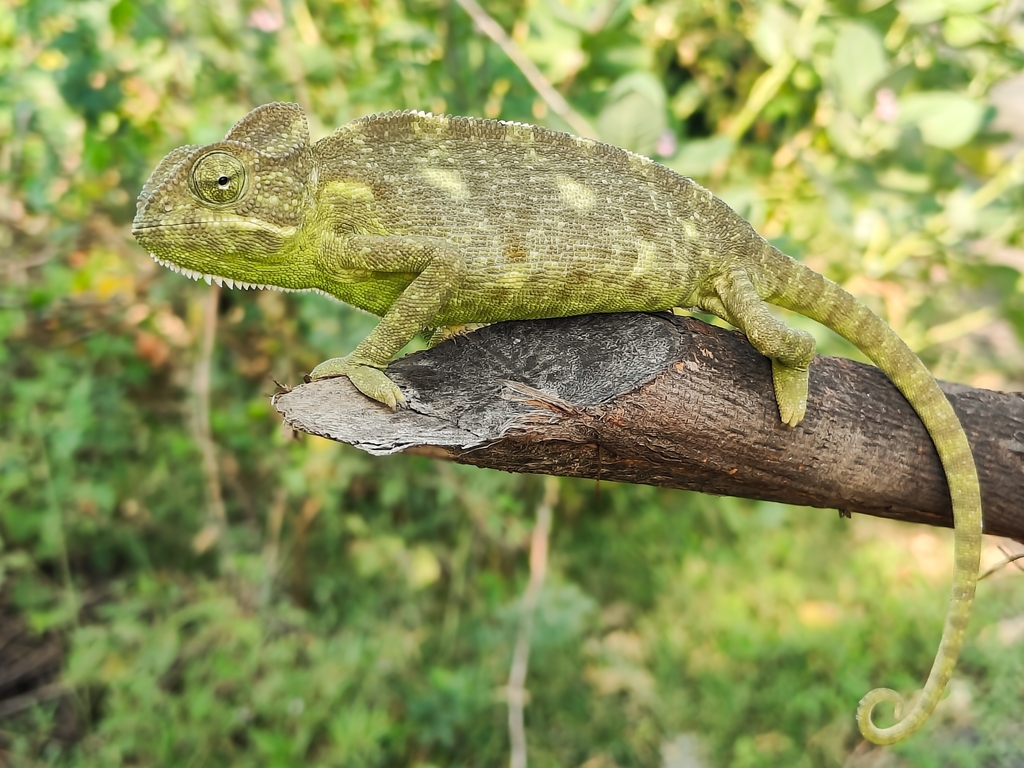 Indian Chameleon from Than, Gujarat 370665, India on September 20, 2024 ...