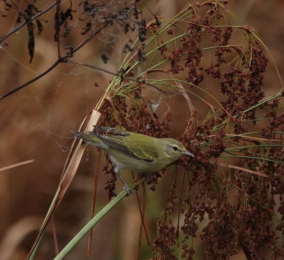 Tennessee Warbler from Transylvania County, NC, USA on September 20 ...
