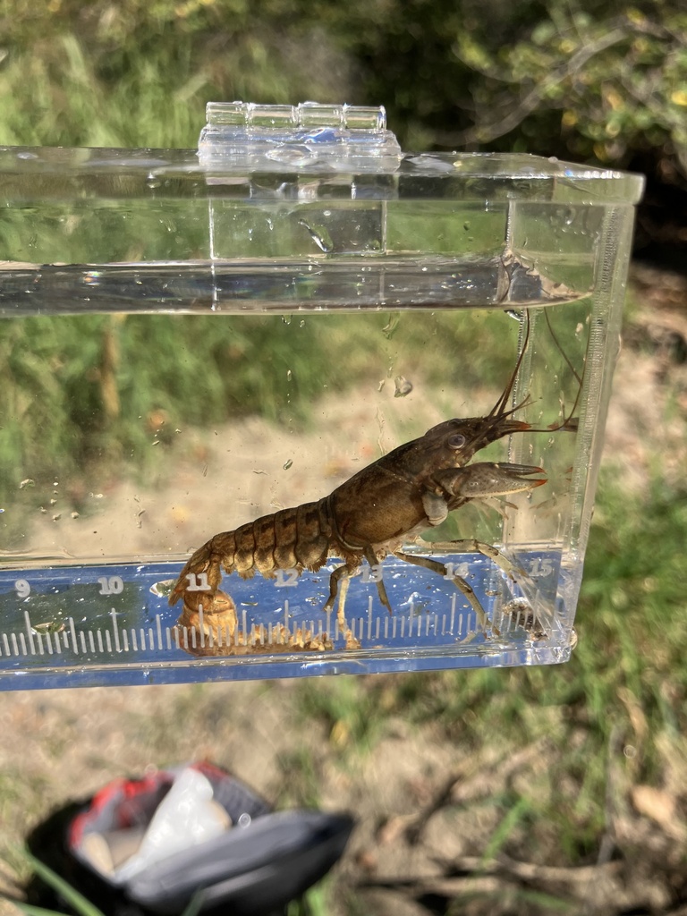 Virile Crayfish from Central Park, Bloomington, MN, US on September 20 ...