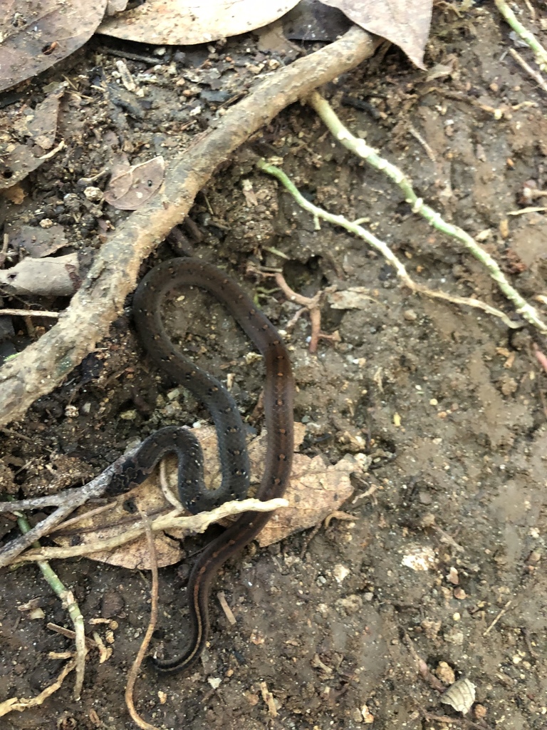 Javanese Kukri Snake from Tomohon, Minahasa, North Sulawesi, ID on June ...
