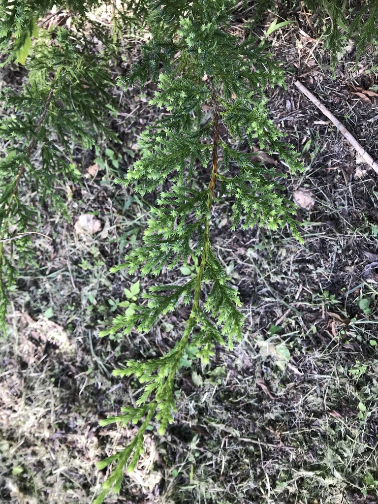 Bermuda juniper in September 2024 by skassiram · iNaturalist