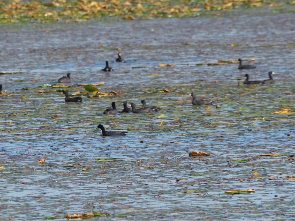 American Coot from East Bethel, MN, USA on September 20, 2024 at 11:01 ...