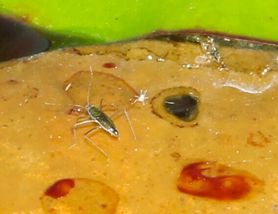 Mulsant's Water Treader in September 2024 by rkluzco · iNaturalist