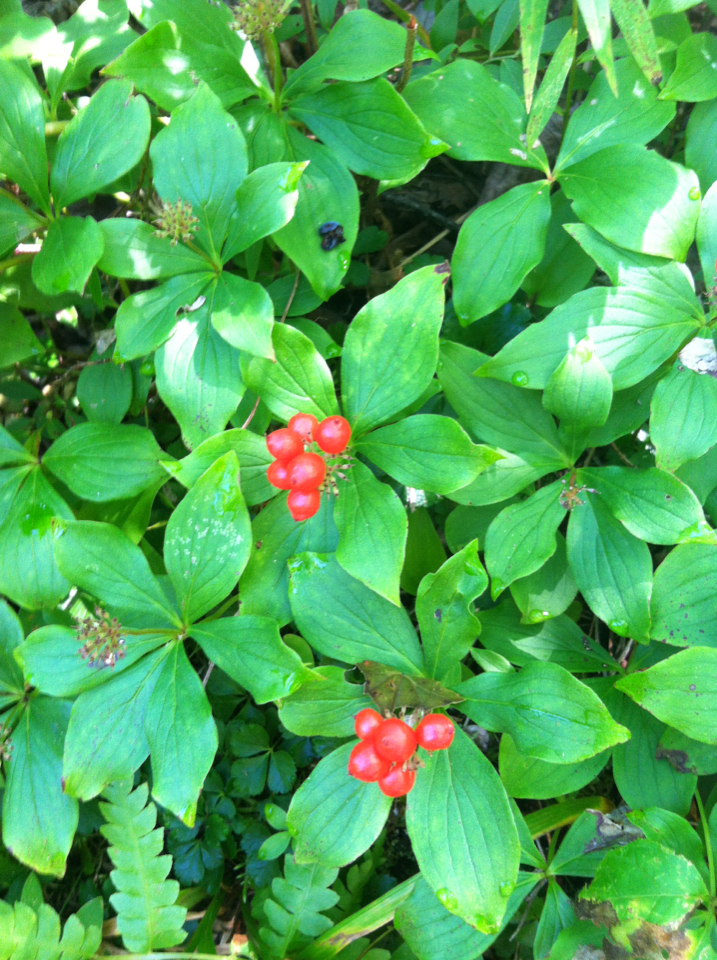 Canadian bunchberry from Eshquo Bog, Garvin Hill Rd, Woodstock, VT on ...