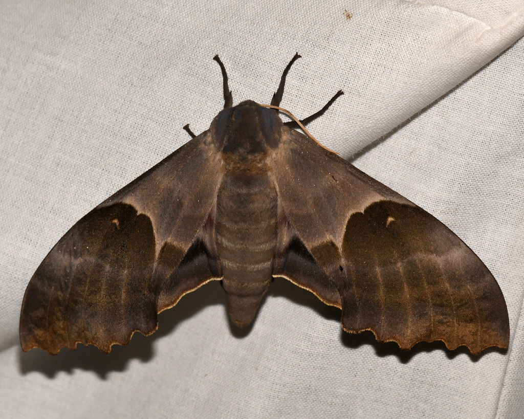 Modest Sphinx from Camden, ME, USA on June 27, 2019 at 09:09 PM by ...