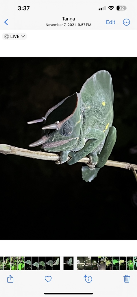 Wavy Chameleon from Lushoto, TZ on November 5, 2021 at 10:37 PM by ...