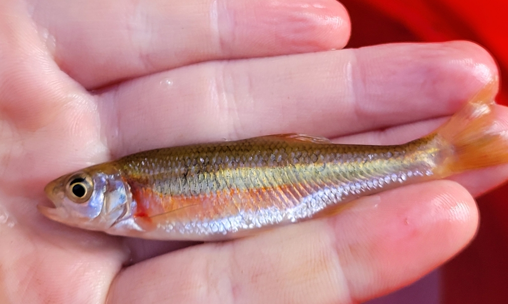 Rosyside Dace from Reisterstown, MD, USA on September 20, 2024 at 09:50 ...