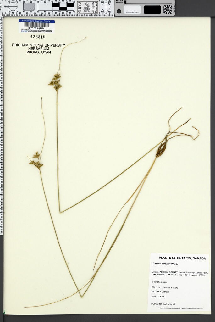 Dudley's Rush from Canada, Ontario, ALGOMA County, Corbeil Point, Lake ...