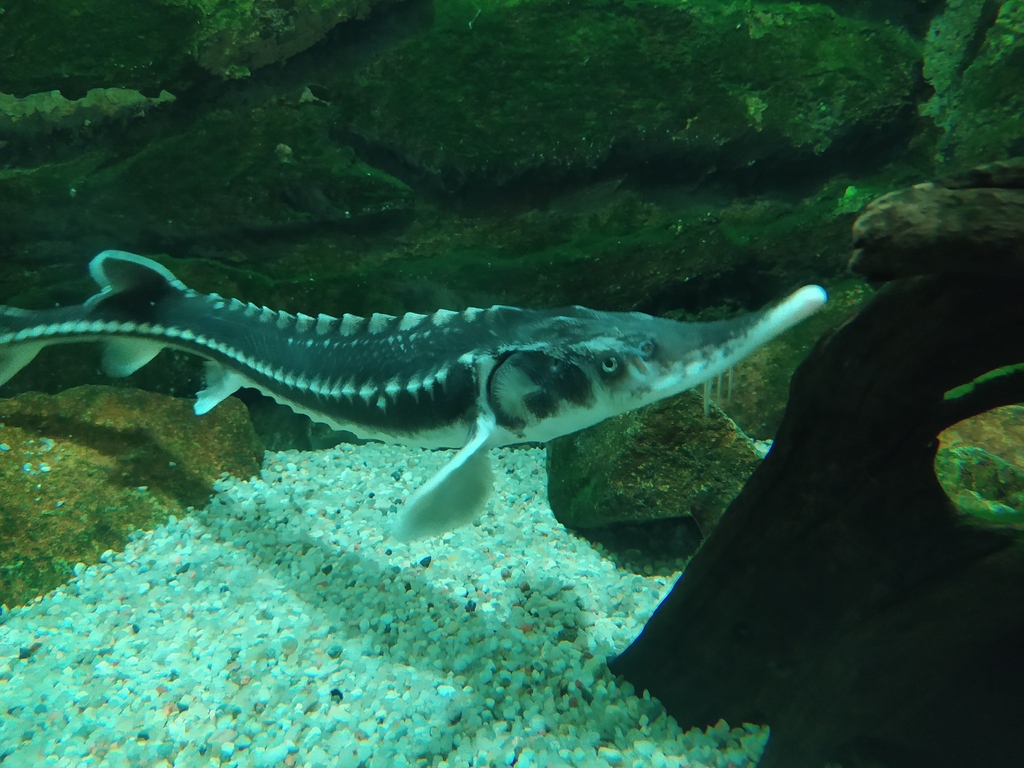 Starry Sturgeon (Acipenser stellatus) - Marine Life Identification
