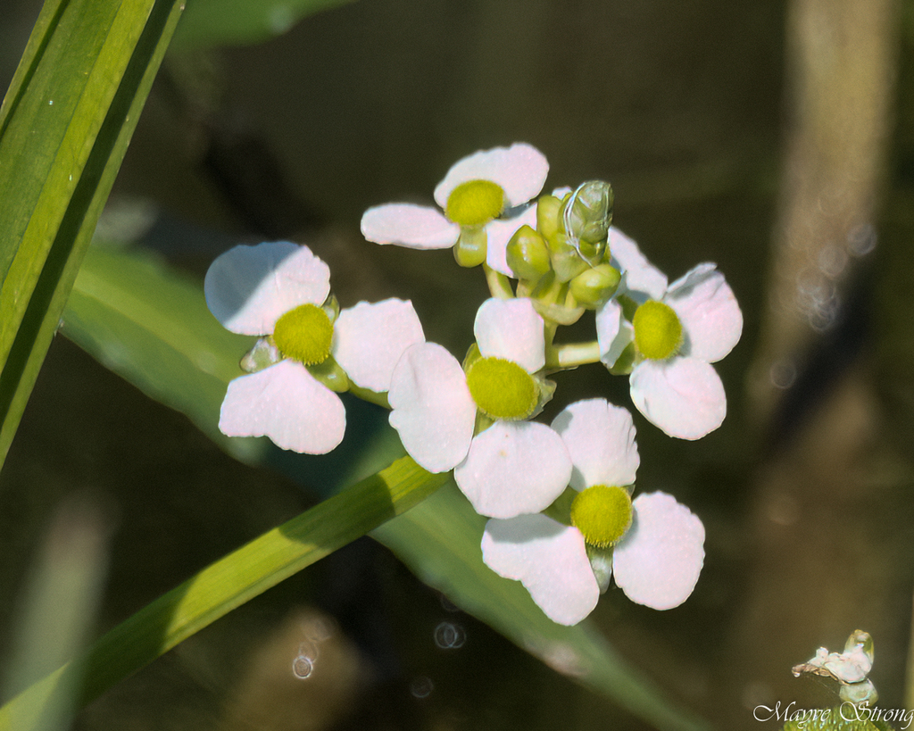 Delta Arrowhead from 6465 Refuge Rd, Sherman, TX 75092, USA on ...