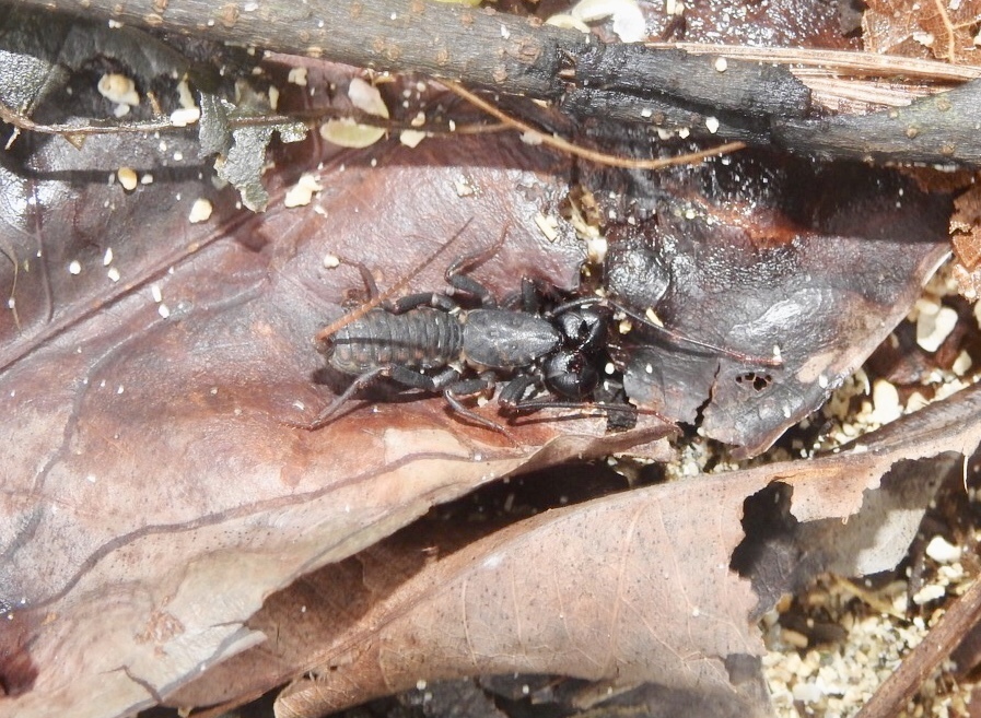 Thelyphonus from Tetepare Island, , Solomon Islands, SB on June 11 ...