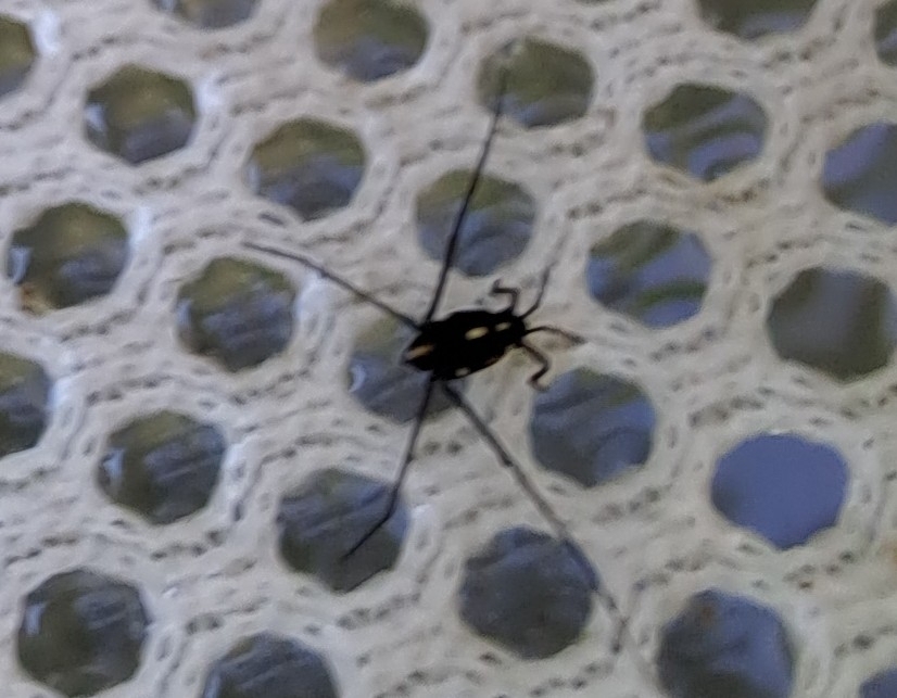 Metrobates hesperius from Beverly Hills, MI 48025, USA on September 20 ...