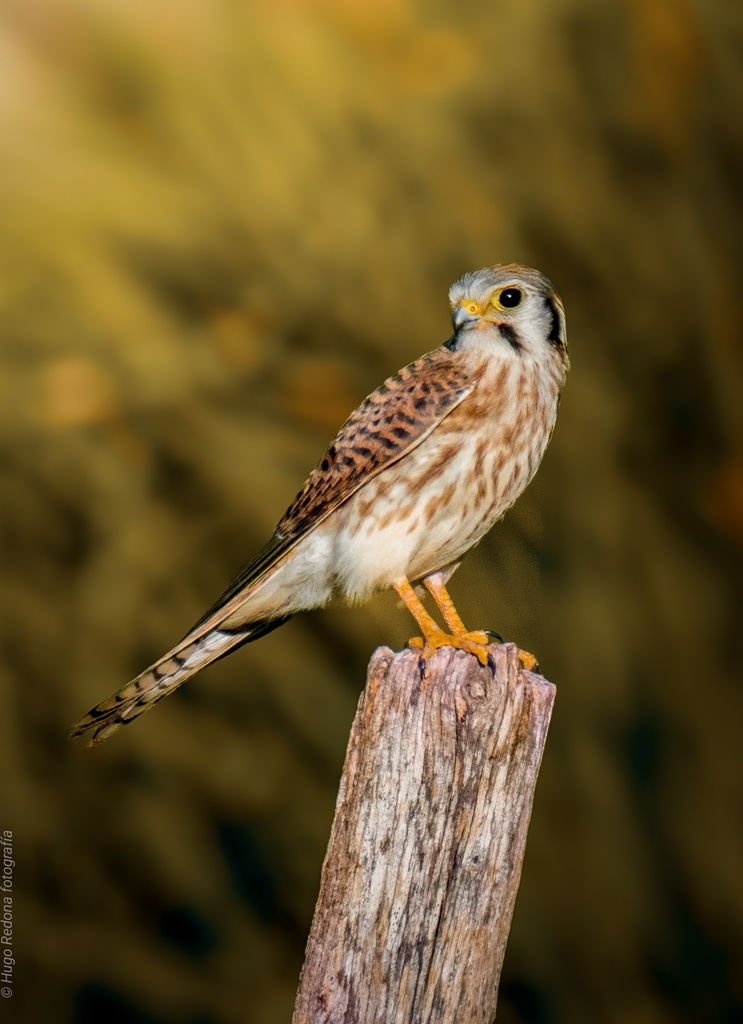 American Kestrel from Las Garzas, La Paz, B.C.S., México on September ...