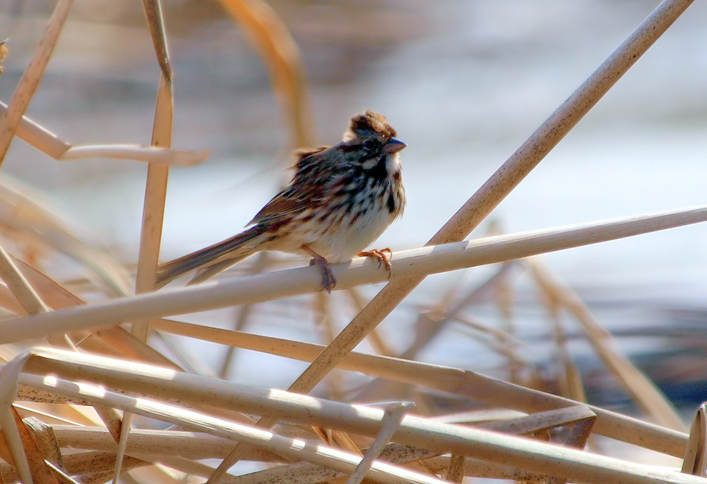 Song Sparrow from Dallas, TX, USA cormorant bay on February 19, 2015 at ...