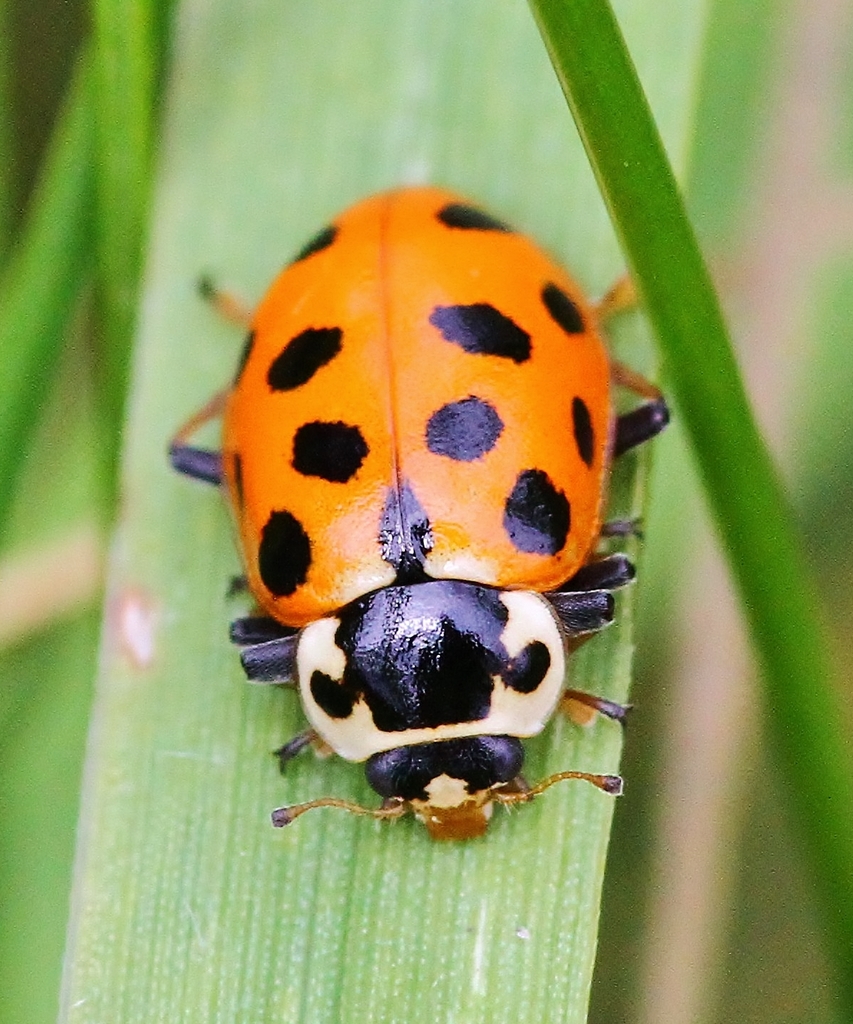 13-spotted Lady Beetle (Organisms of the Alouette Watershed) · iNaturalist