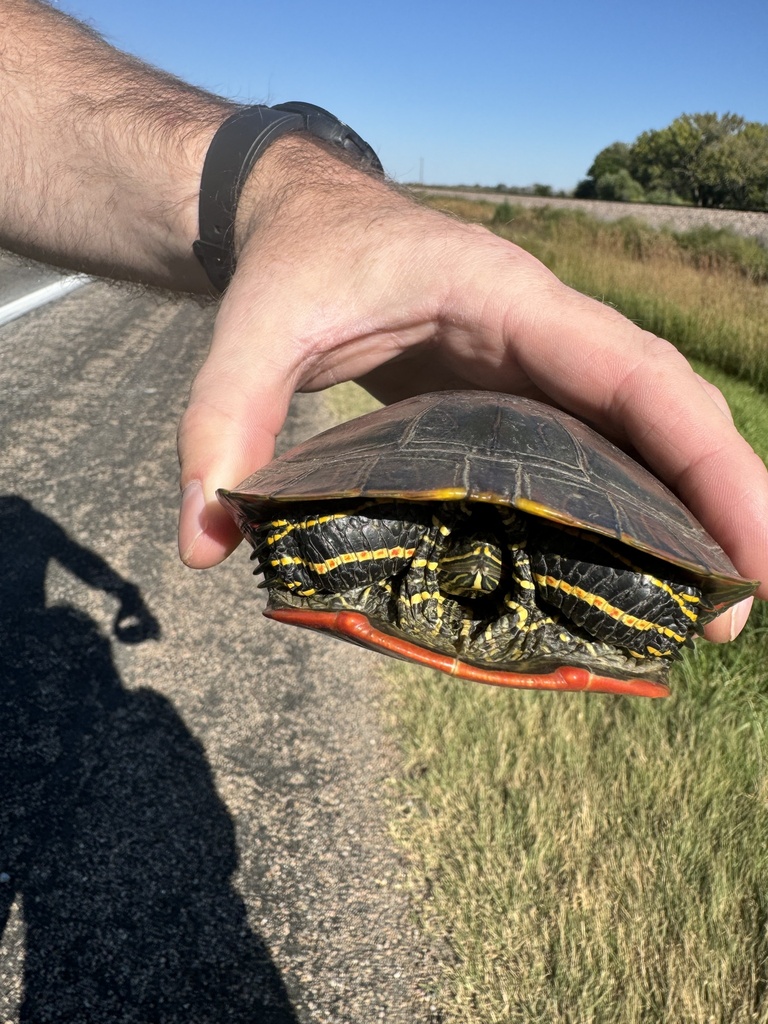 Painted Turtle from US-6, Cambridge, NE, US on September 20, 2024 at 04 ...