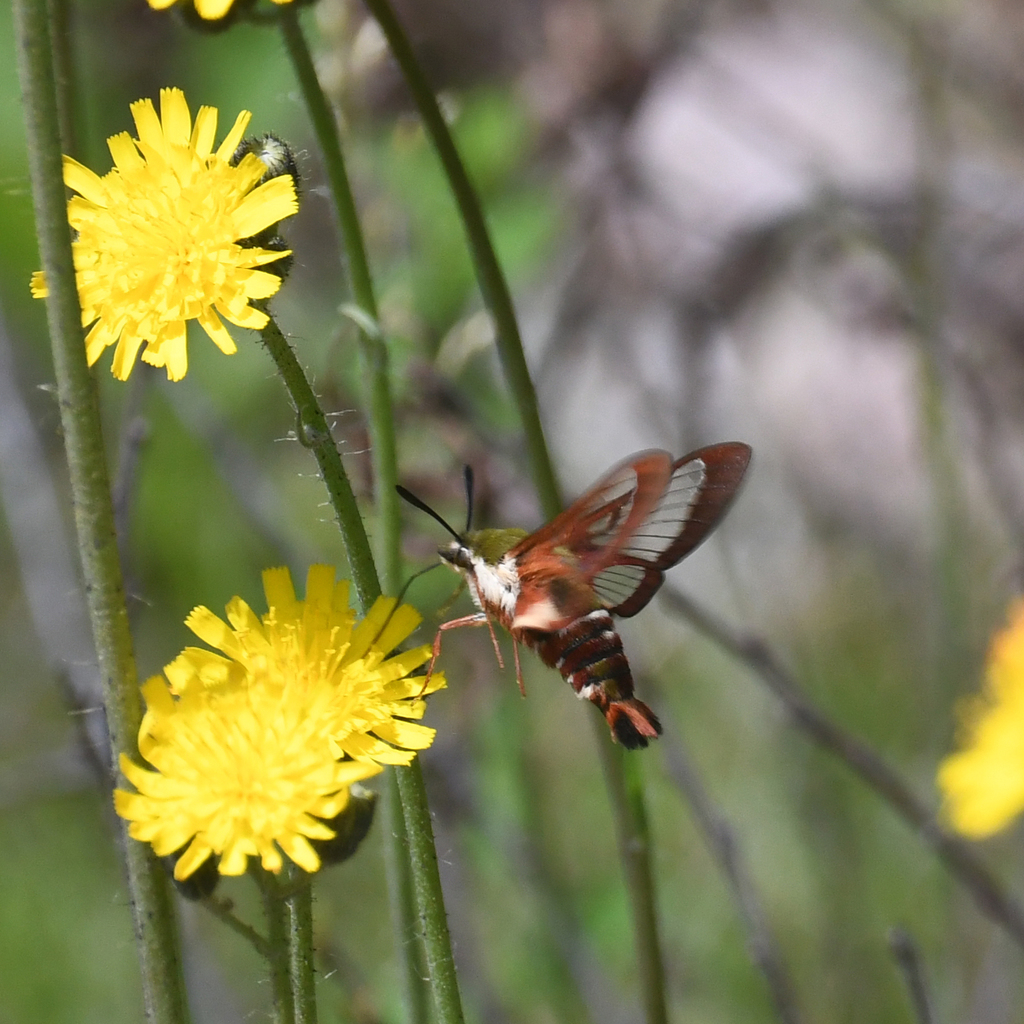 Slender Clearwing (Moths and Butterflies of Massachusetts ) · iNaturalist