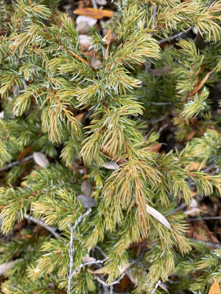 common juniper from Jackson Lake Rd, Whitehorse, Unorganized, YT, CA on ...