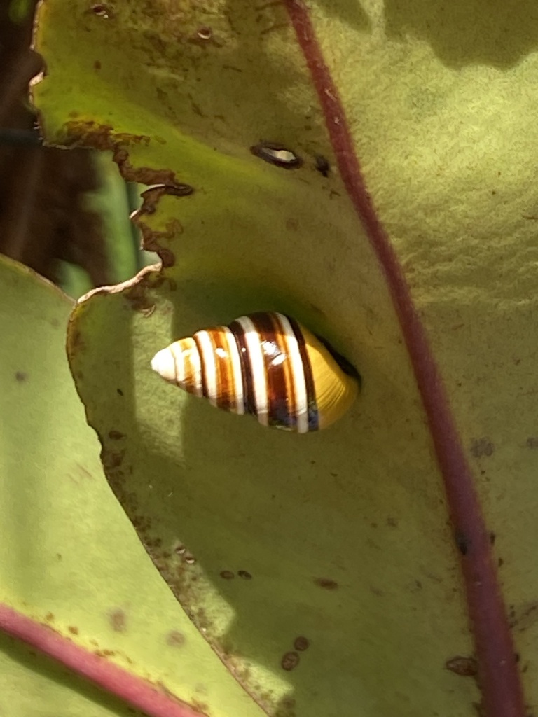 Mighels' tree snail (Gastropods of the United States Pt.7) · iNaturalist