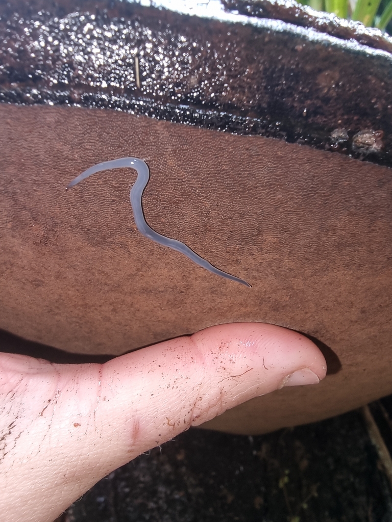 Blue Garden Flatworm from Waitangiroto Nature Reserve, NZ-WC-WL, NZ-WC ...
