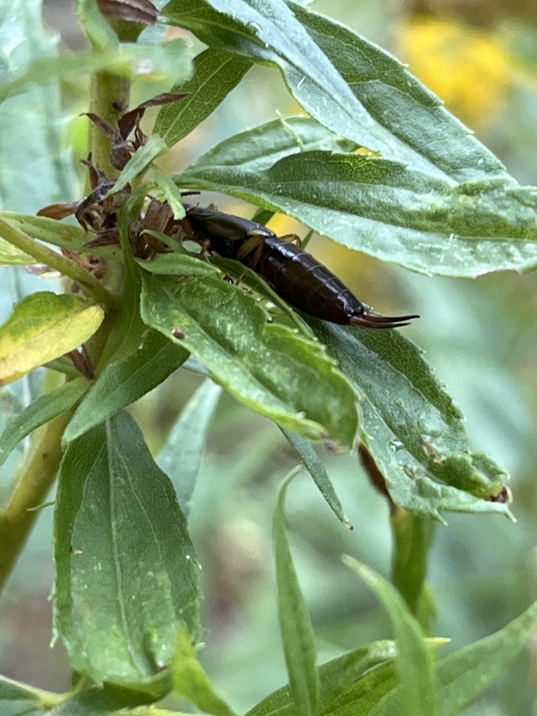 European Earwig from Topsfield Rd, Ipswich, MA, US on September 20, 2024 at 05:31 PM by ...