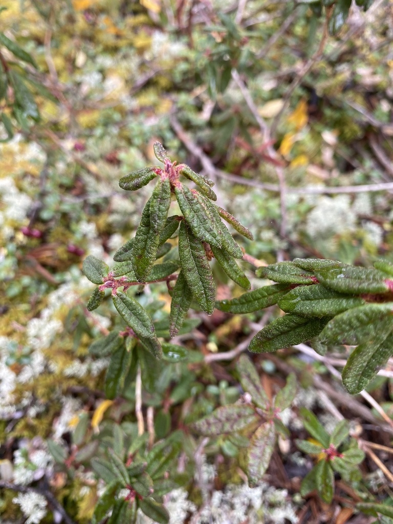 Bog Labrador Tea from Jackson Lake Rd, Whitehorse, Unorganized, YT, CA ...