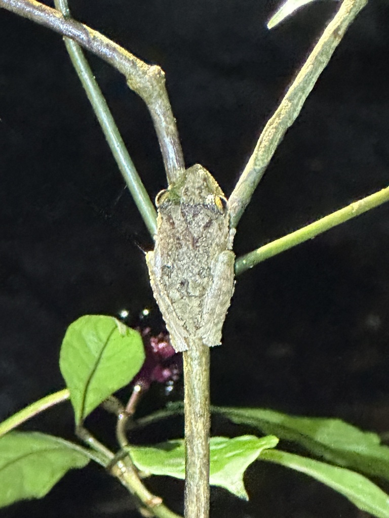 Chasen's Frilled Tree Frog in August 2024 by calfirecap · iNaturalist