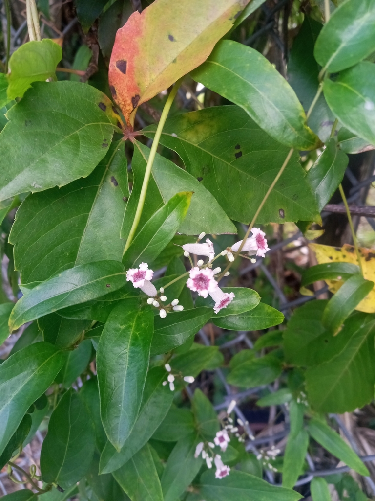 skunk vine in September 2024 by floradoness · iNaturalist