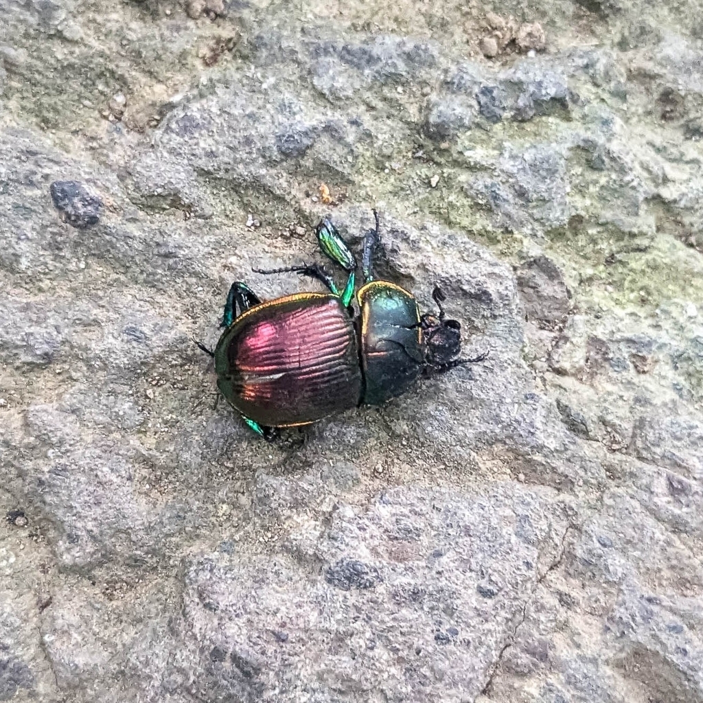 Japanese Earth-boring Dung Beetle from 9 Azagawa, Fujikawaguchiko ...