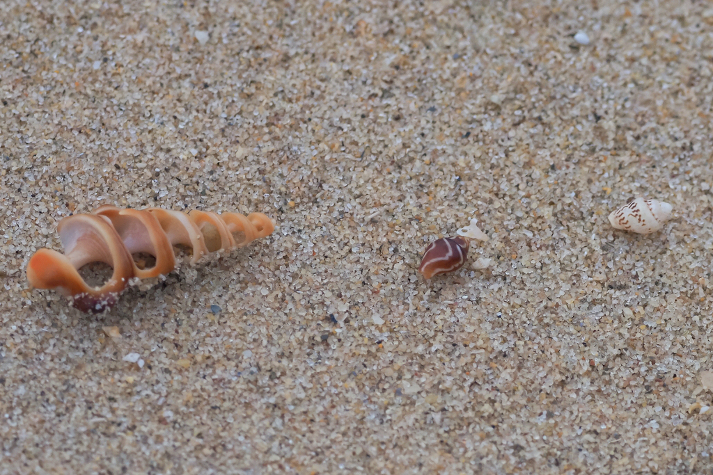 Dotted Dove Shell from Seisia QLD, Australia on August 20, 2024 at 07: ...