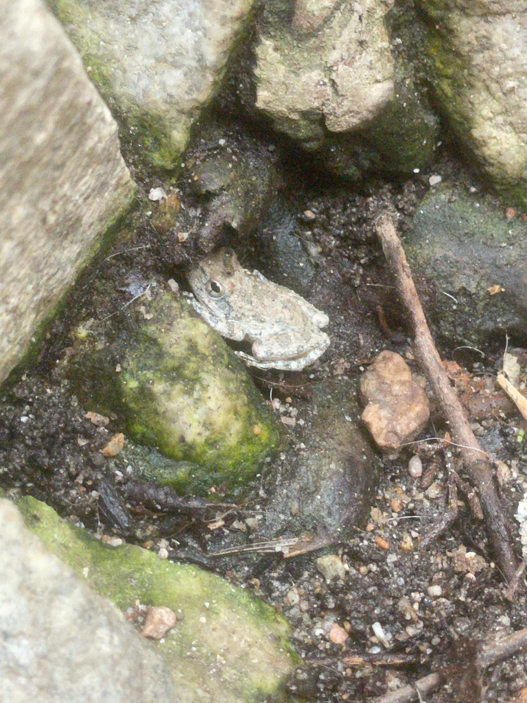 California Tree Frog from Altadena on September 20, 2024 at 03:23 PM by ...