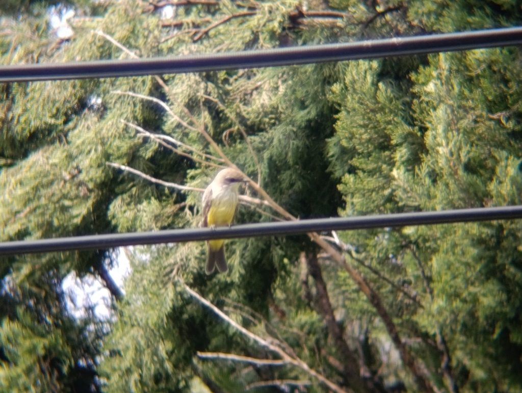 Cassin's Kingbird from Bosque de Chapultepec II Secc, 11100 Ciudad de ...