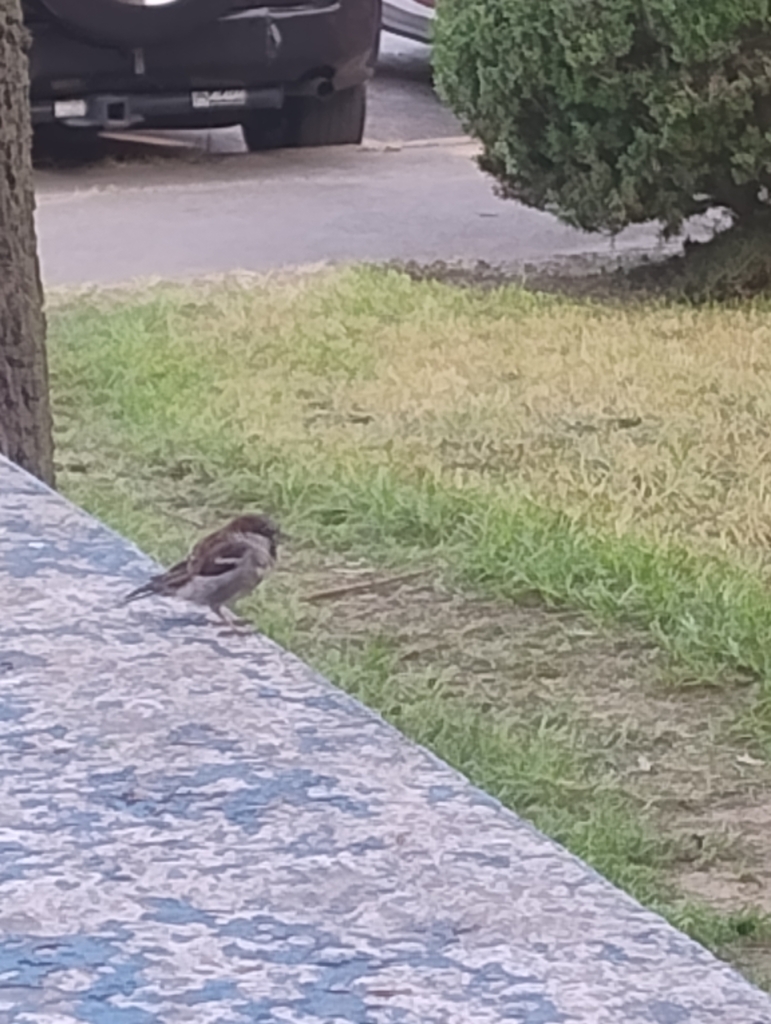 House Sparrow from Edificio de Ingeniería Dima en la Universidad ...