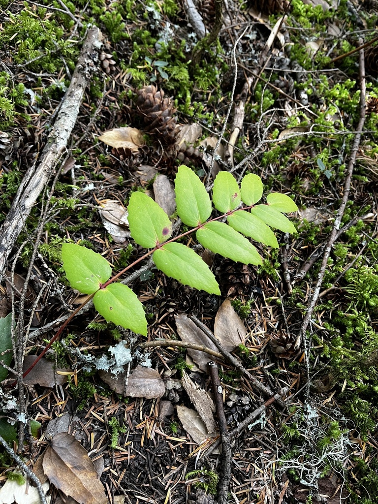 Cascade Oregon-grape from Fraser Valley, BC, CA on September 9, 2024 at ...