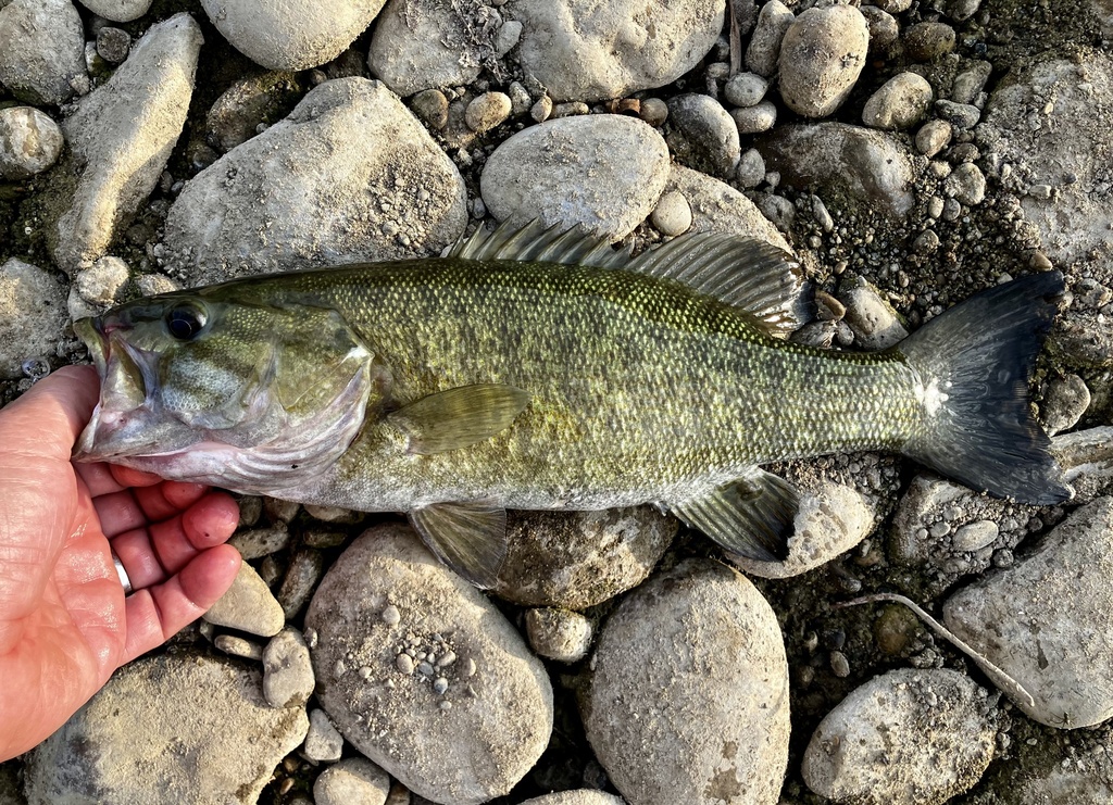 Smallmouth Bass from Little Miami River, Cincinnati, OH, US on ...