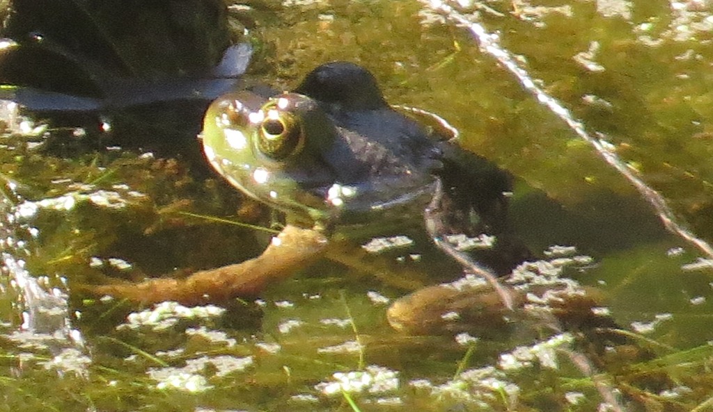 American Bullfrog from Rockdale County, GA, USA on September 17, 2024 ...