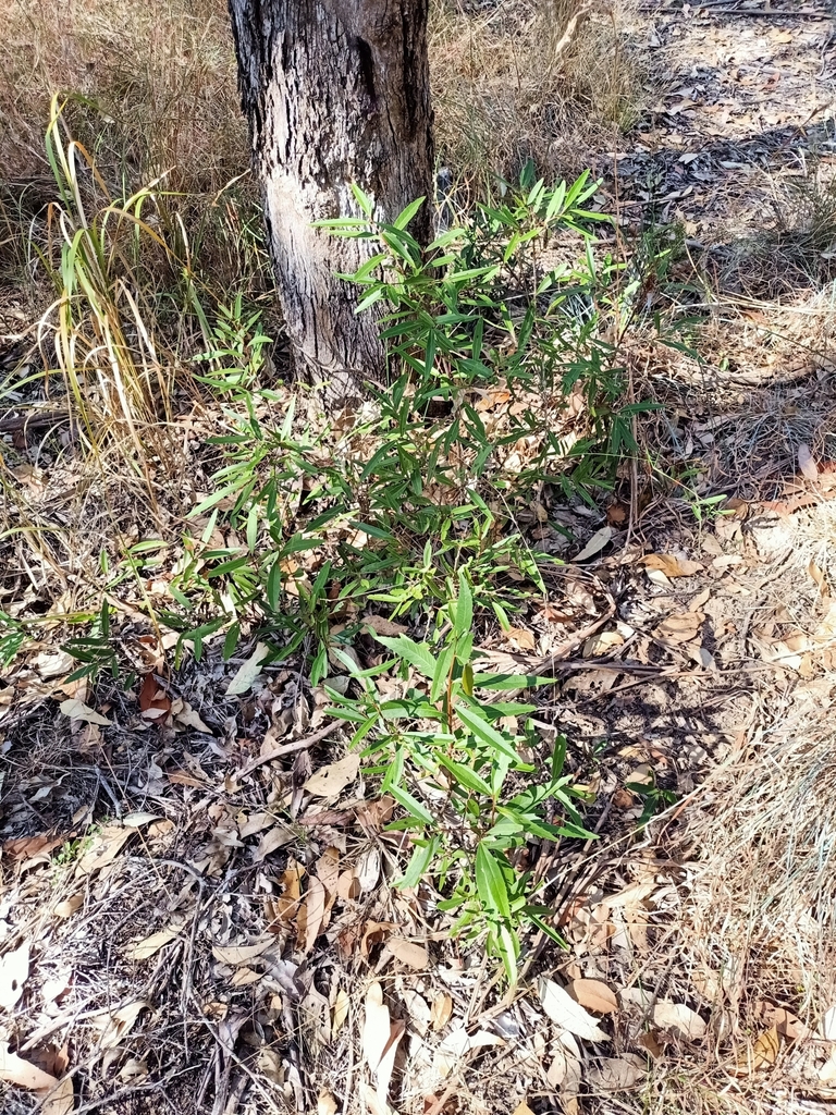 Denhamia silvestris from Jimna QLD 4515, Australia on September 21 ...