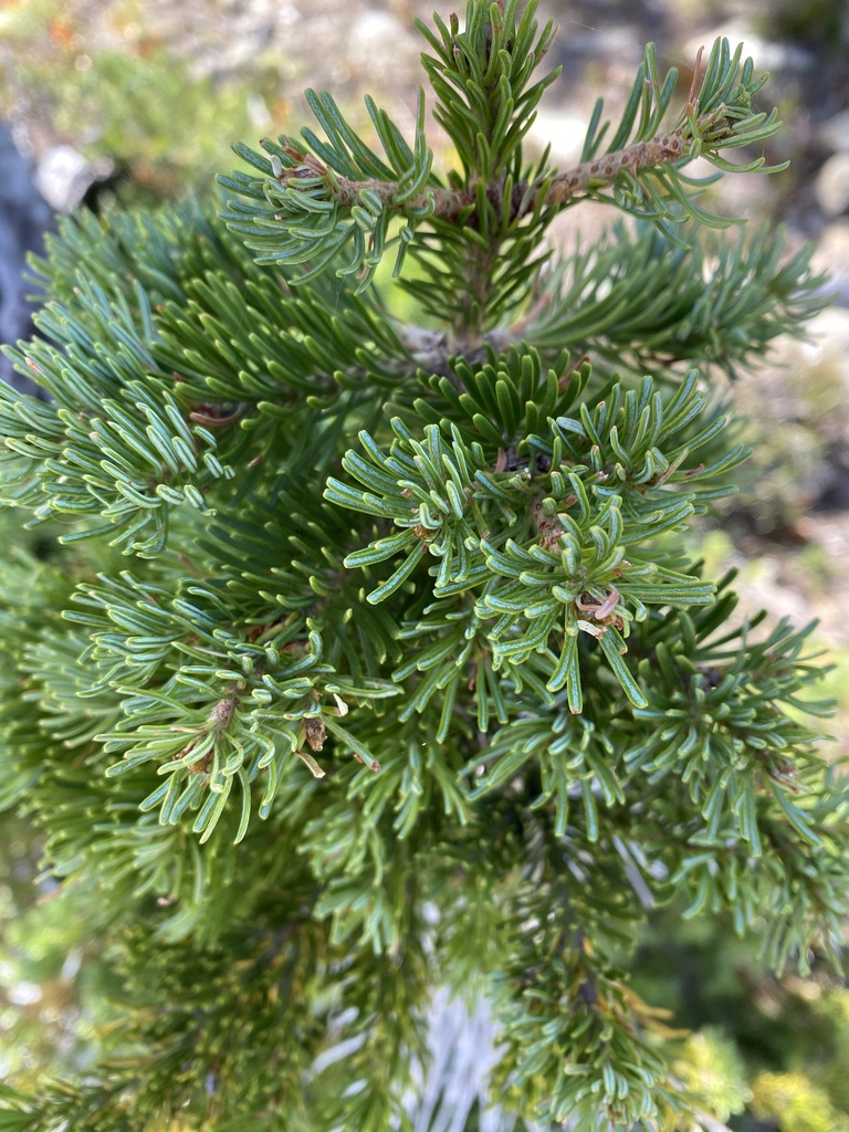 subalpine fir from E.C. Manning Park, Okanagan-Similkameen, BC, CA on ...