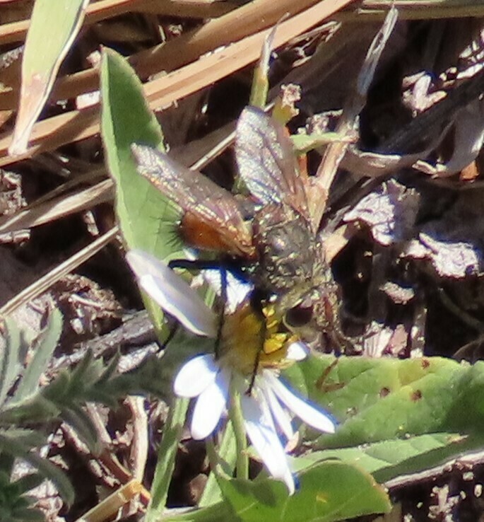 Early Tachinid Fly from Big Timber, MT 59011, USA on September 19, 2024 ...