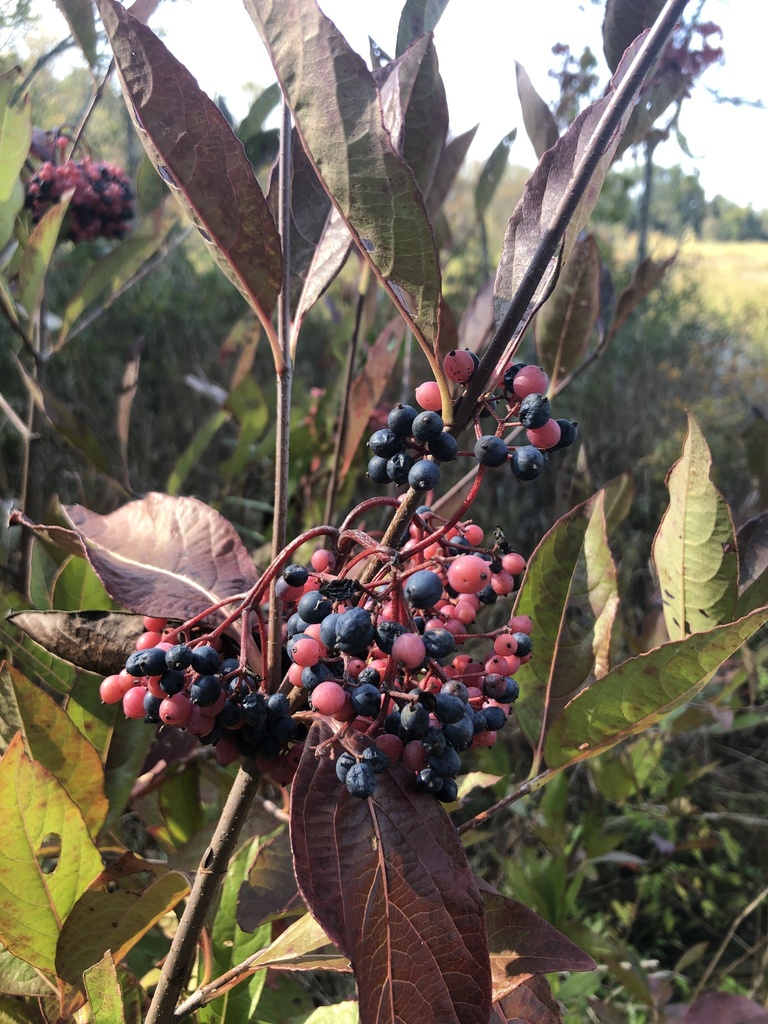 southern wild raisin from Warsaw, VA, US on September 20, 2024 at 04:06 ...