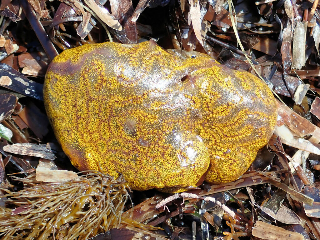Botrylloides perspicuus from Sellicks Reef, SA, Australia on September ...