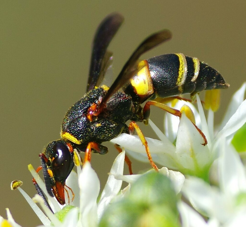 Hidalgo Mason Wasp from NH Arboretum on September 20, 2024 at 02:28 PM ...