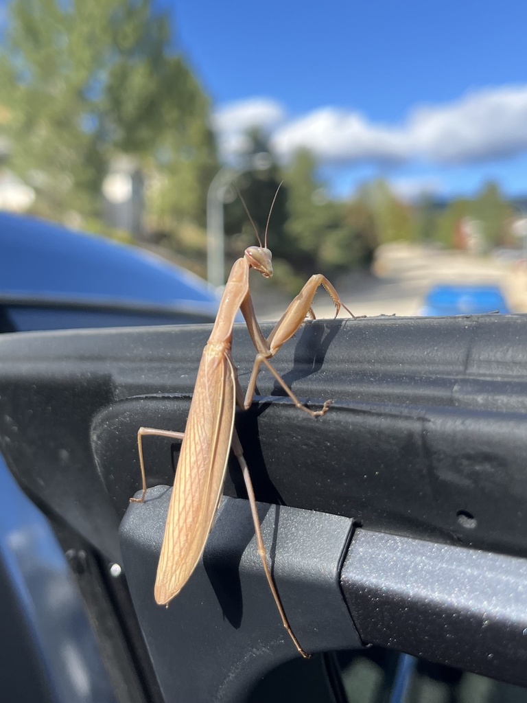 European Mantis from Rimer Rd, North Okanagan, BC, CA on September 20 ...